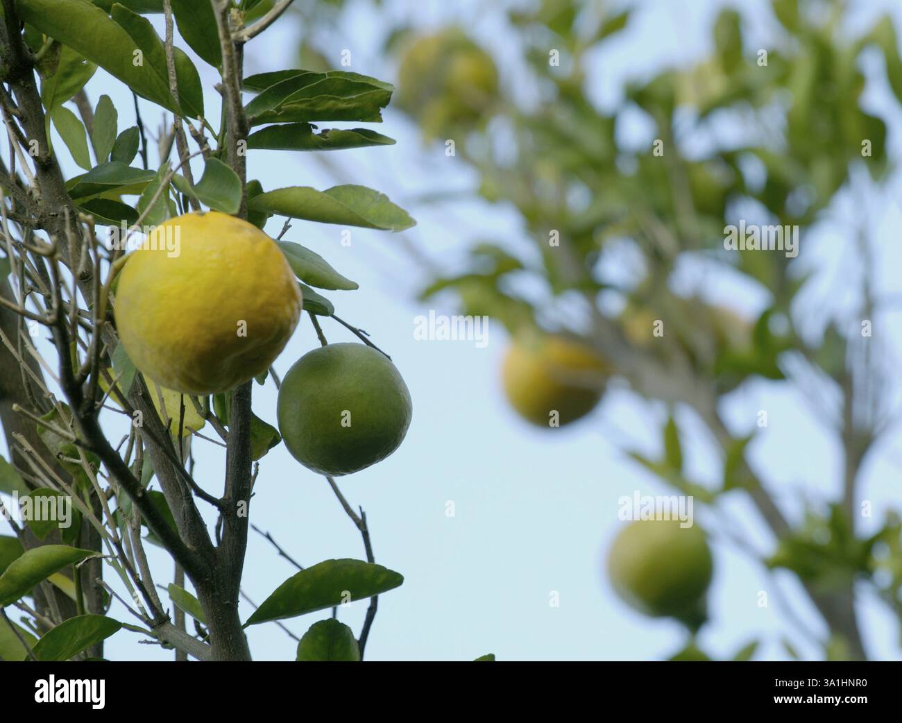 Orange fruits on trees at Ralegan Siddhi near Pune, Maharashtra, India ...