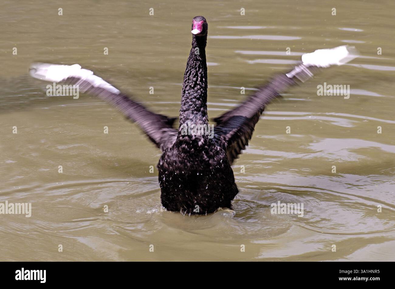 Black Swan flying wings in pond Safari world Bangkok, Thailand, South ...