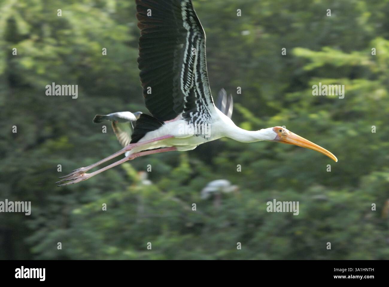 Painted stork bird flying, Delhi zoo, Delhi, India, Asia Stock Photo ...