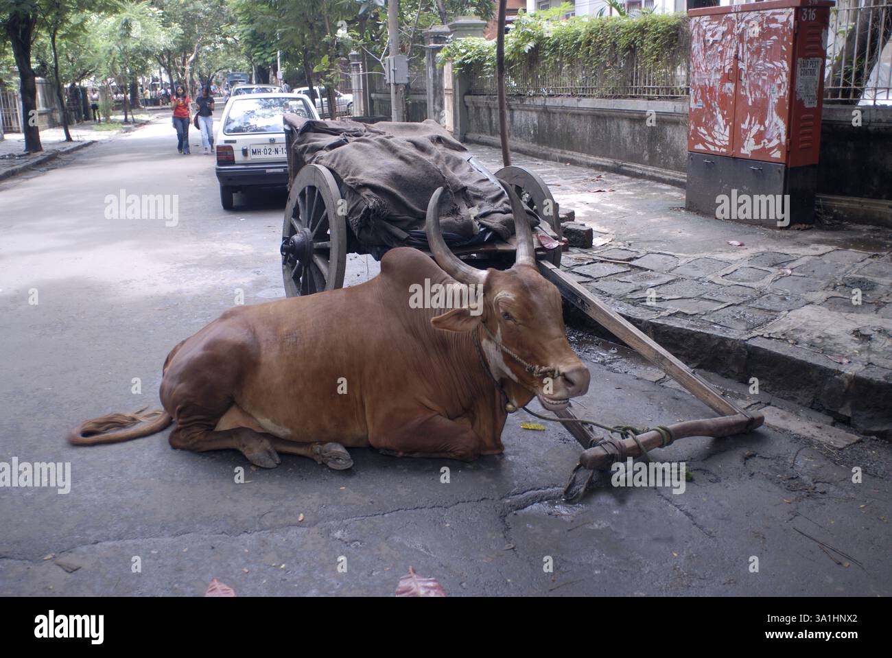 Bullock cart and resting bull, Bombay Mumbai, Maharashtra, India, Asia ...