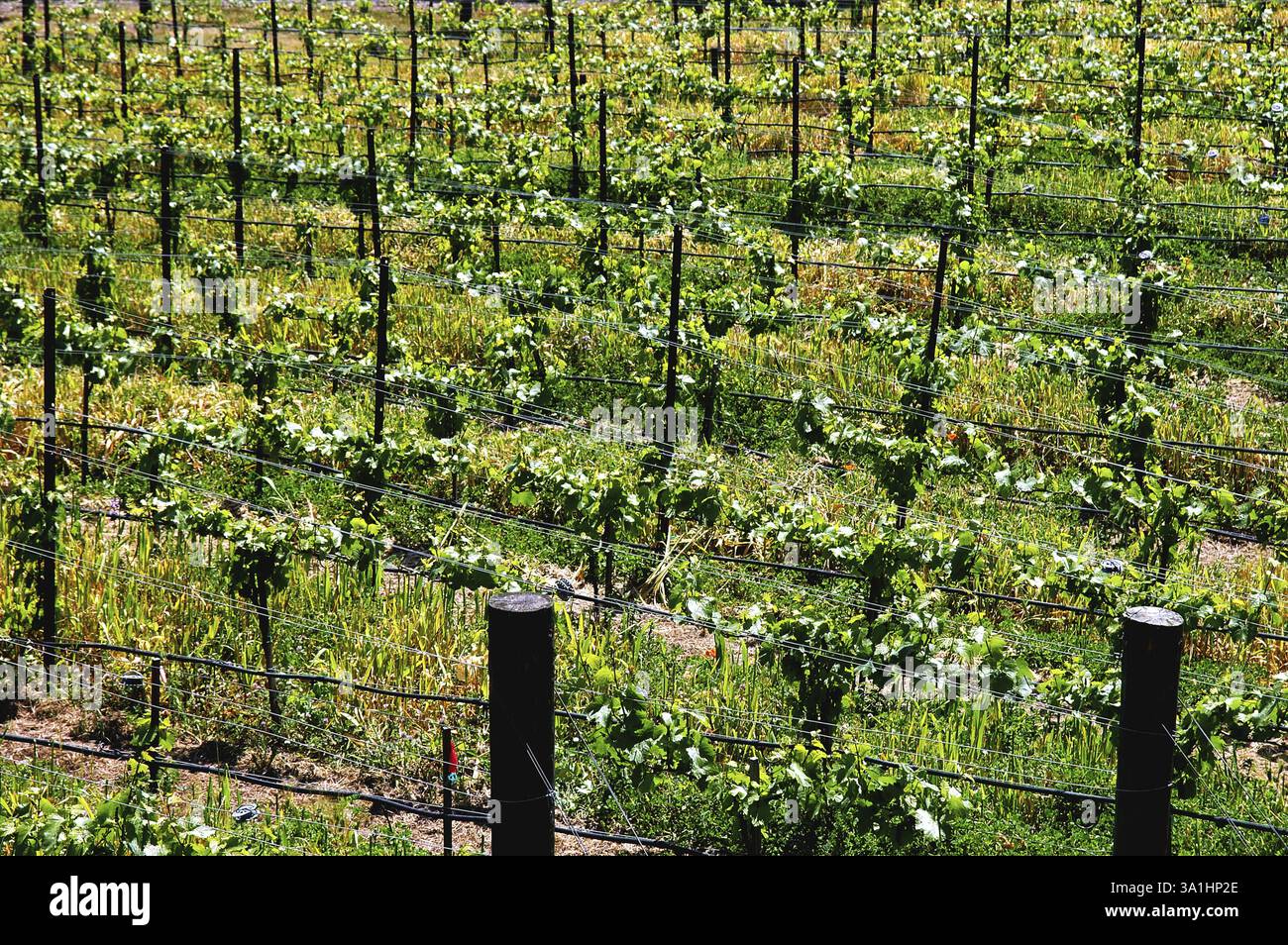 Vineyards, Nepa valley, California, USA United States of America Stock ...