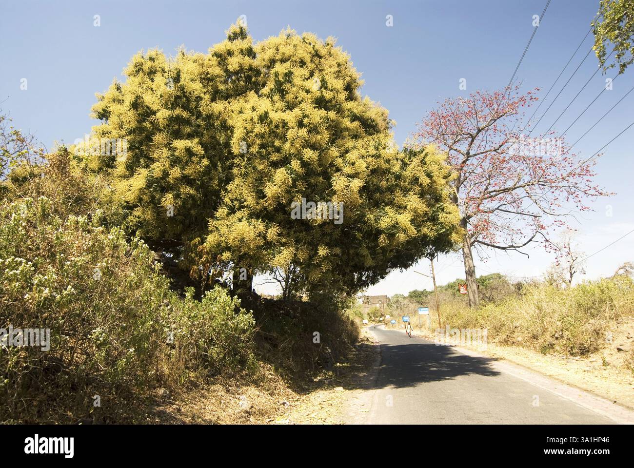 Mango trees blossom and saver tree on the road of Mandu, Madhya Pradesh ...