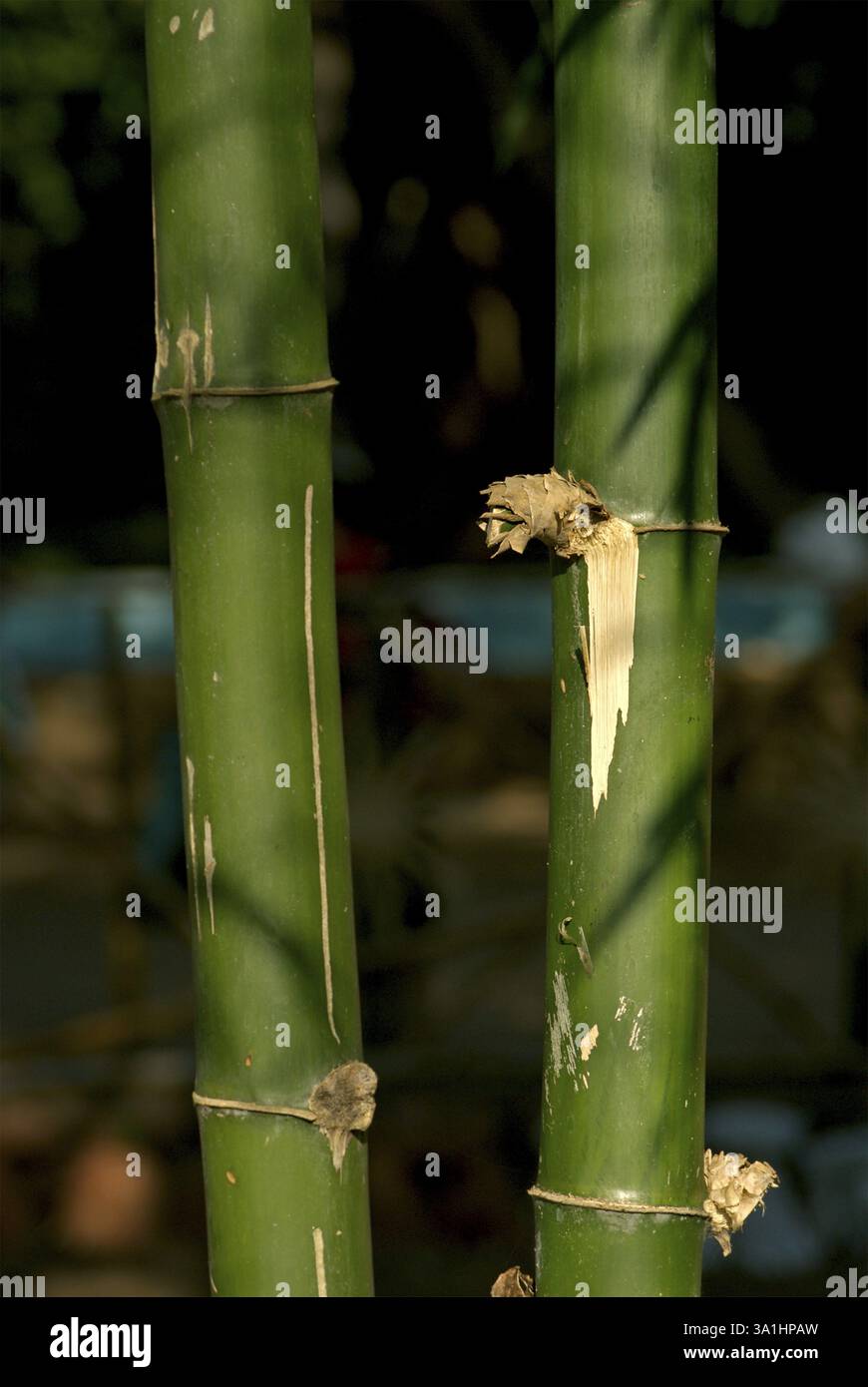 Bamboo trees in Dang forest area Waghai Ahwa Dang Stock Photo - Alamy