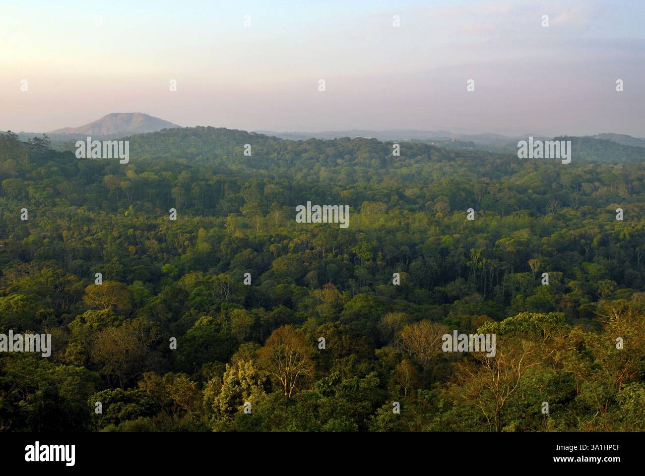Green canopy top view of Kumily at dusk enroute to Munnar, Kerala ...