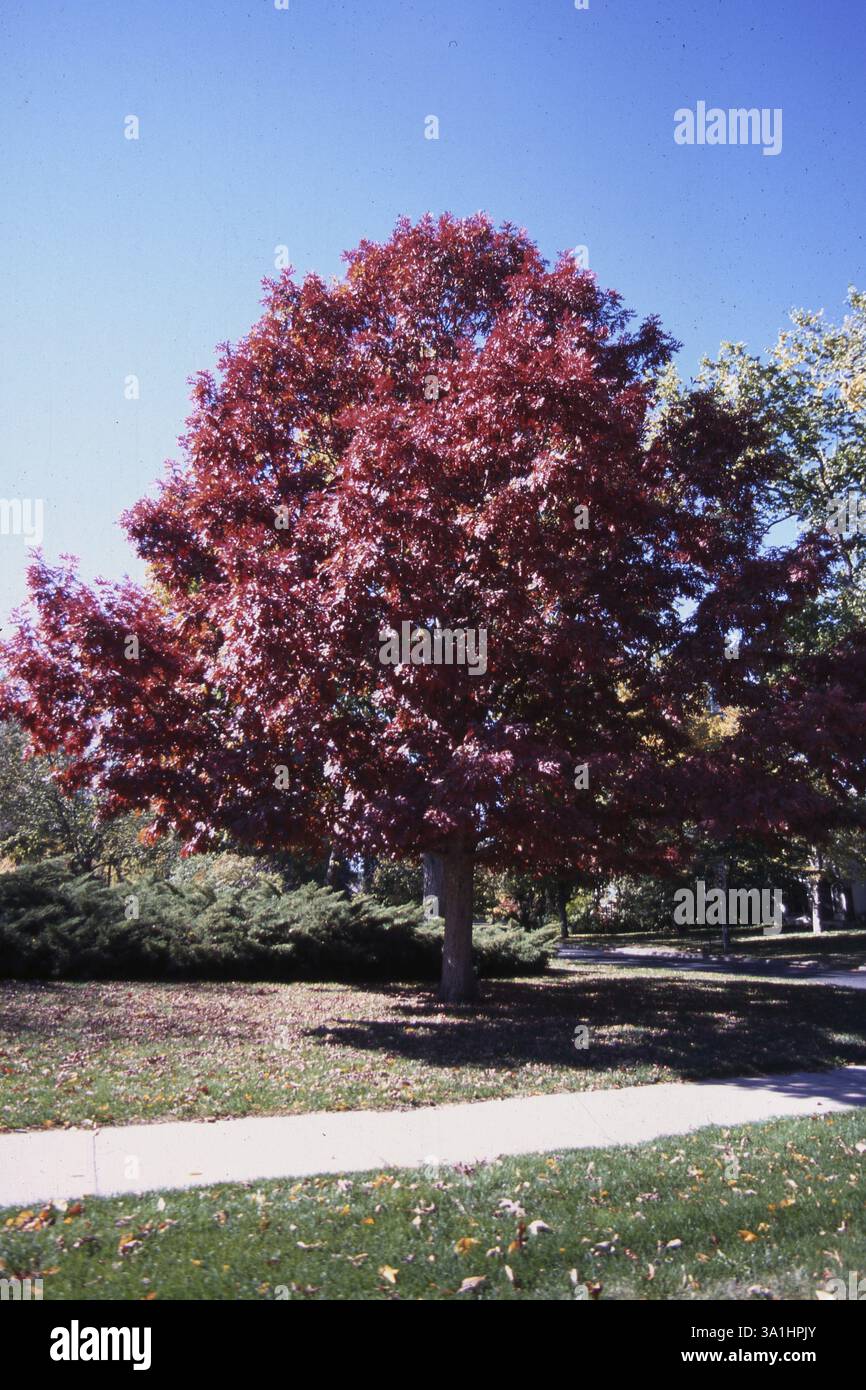 Autumn most of trees change color, U.S.A. United States of America ...