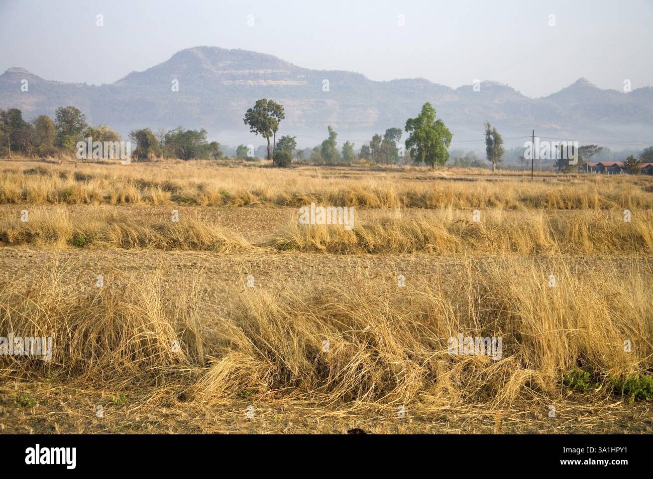 Dry grass of wheat crop mountain range in background, Karjat ...