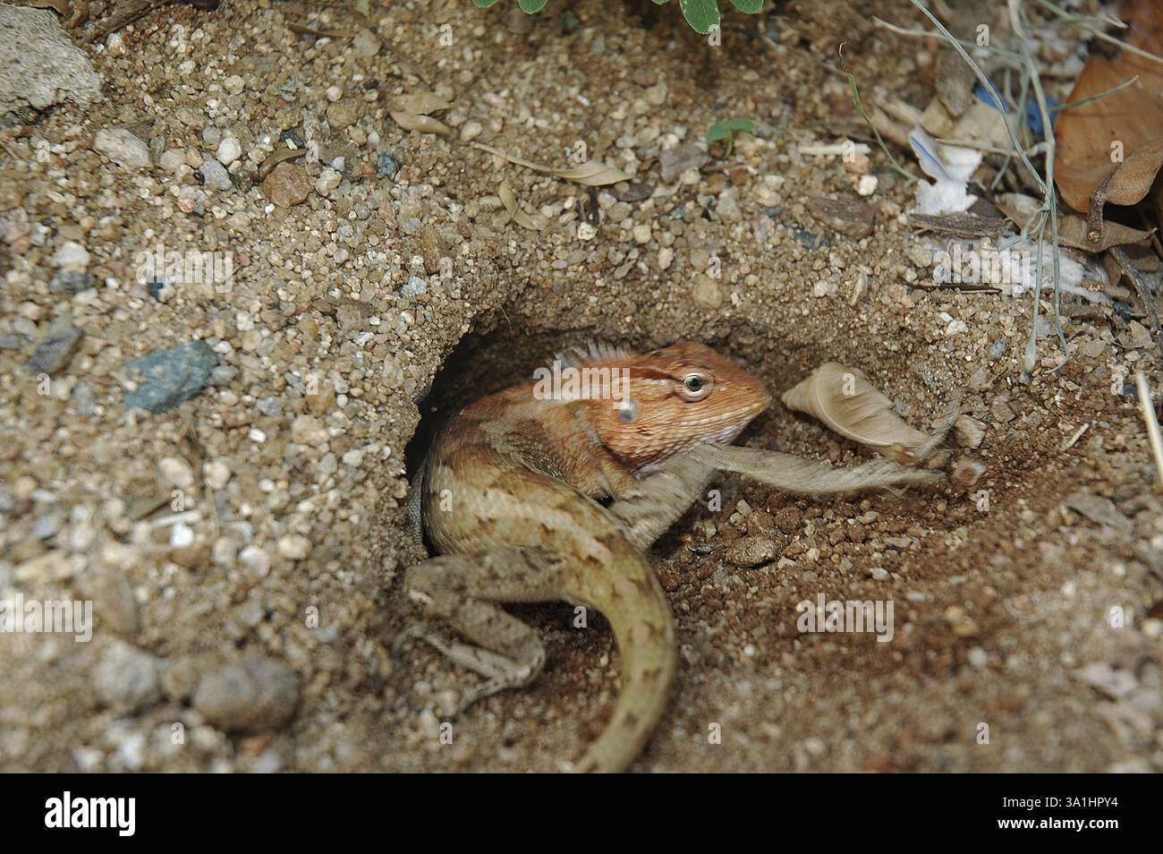 Lizard laying eggs hi-res stock photography and images - Alamy