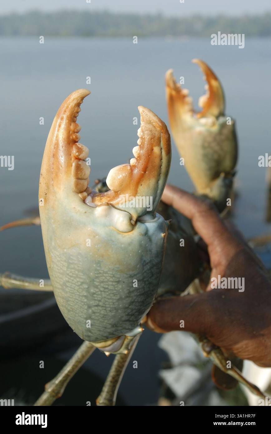 Giant size crab, Cherai backwater, Kerala, India, Asia Stock Photo - Alamy