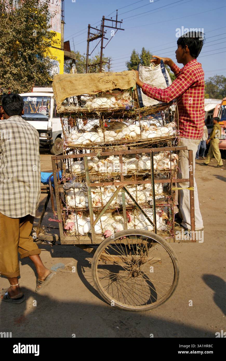 Livestock chicken carried in Cycle rickshaw, Jabalpur, Madhya Pradesh ...