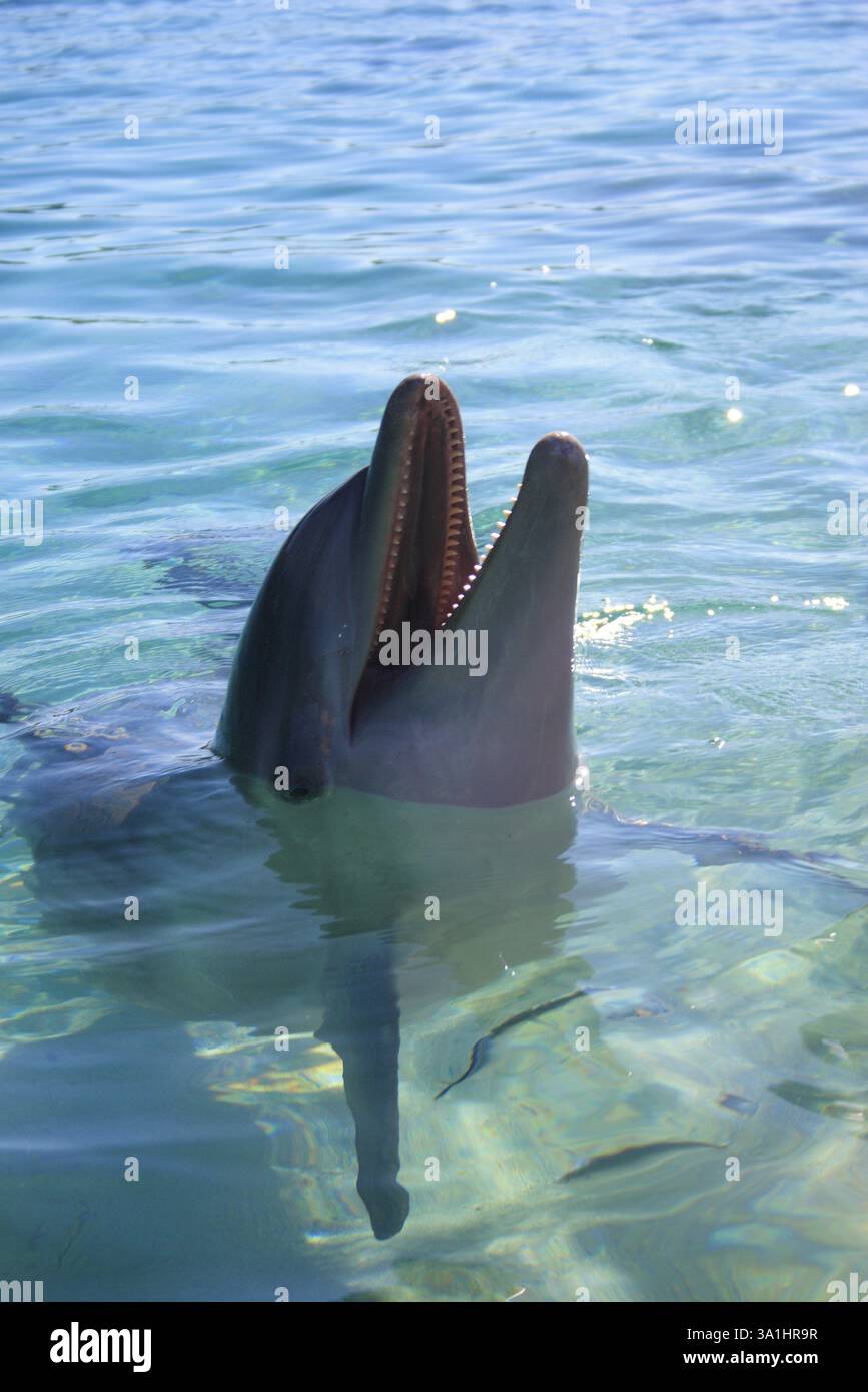 A bottlenose dolphin, Binomial name Tursiops Truncatus, Scientific ...
