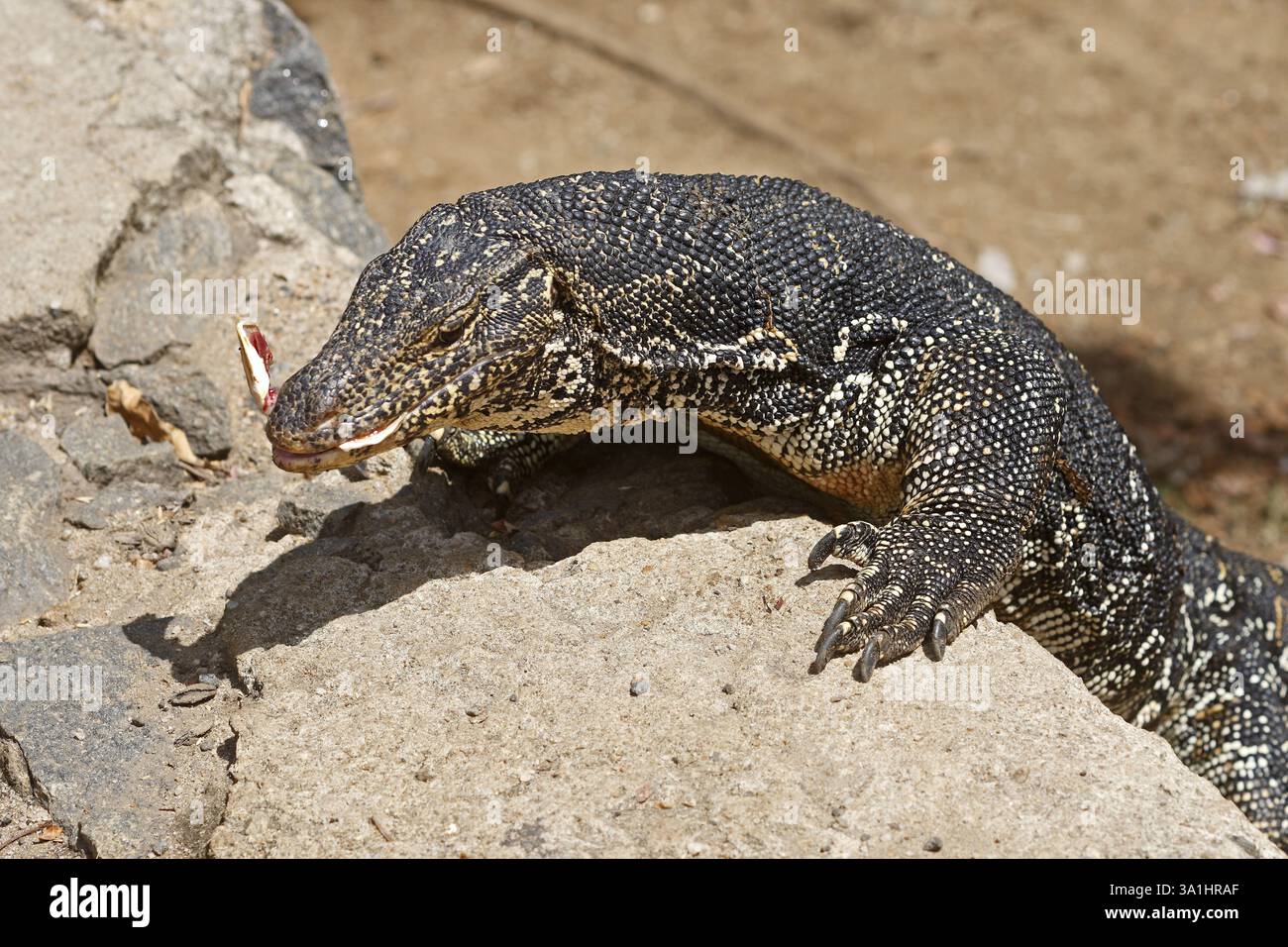Pair asian water monitor hi-res stock photography and images - Alamy