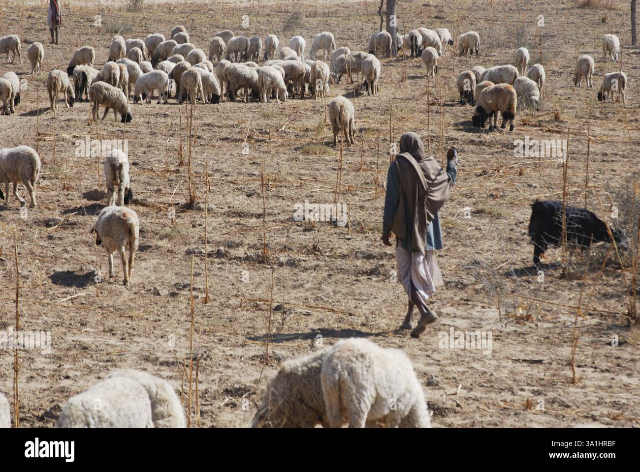 Shepherd looking at sheep engaged in grazing, Ladnun, Rajasthan, India ...