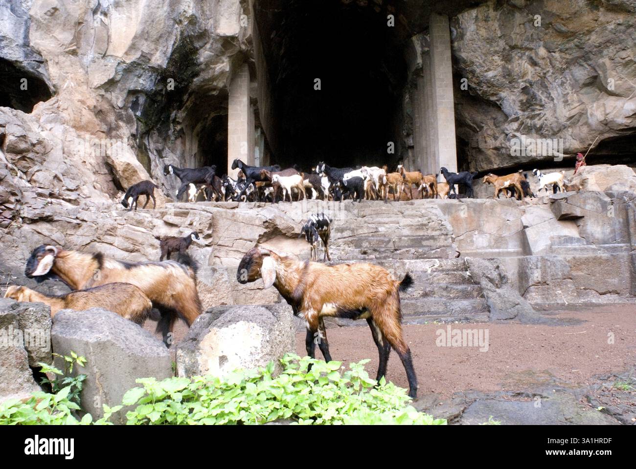 Goats in Pitalkhora caves, Maharashtra, India, Asia Stock Photo - Alamy