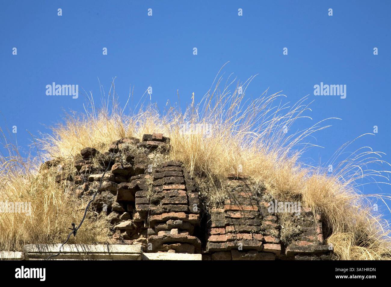 Dry grass over ancient monument temple in Bheel basti, village Dilwara ...