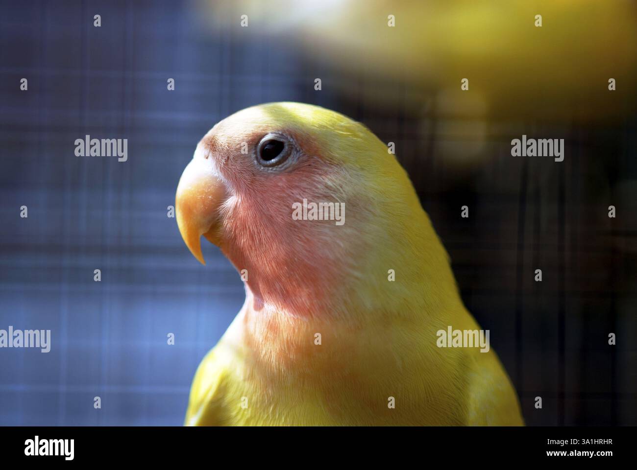Fischer's Love bird in Aviary Birds, Kolkata, India, Asia Stock Photo ...