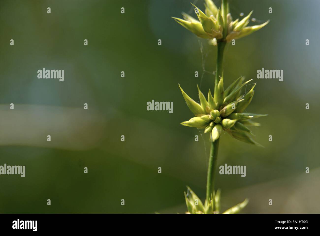 Bamboo trees in Dang forest area Waghai Ahwa Dang Stock Photo - Alamy