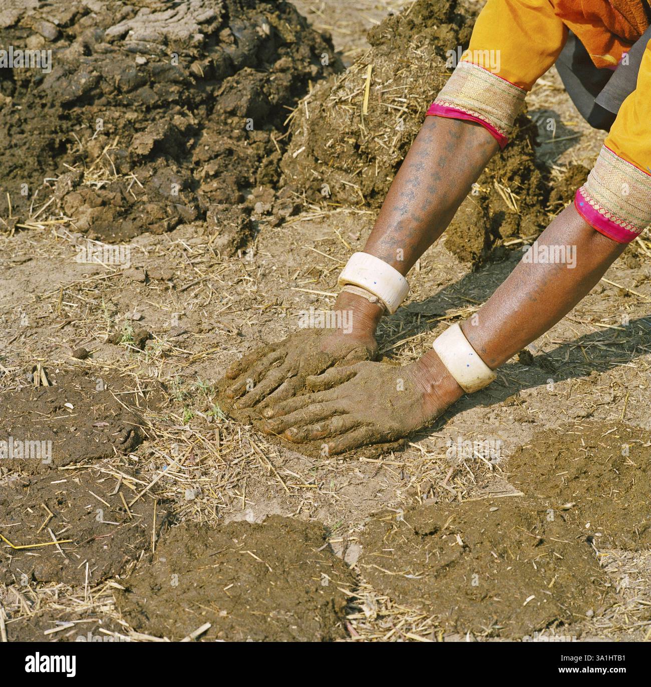 A village woman using her hands to make cow dung cakes, Gujarat, India ...