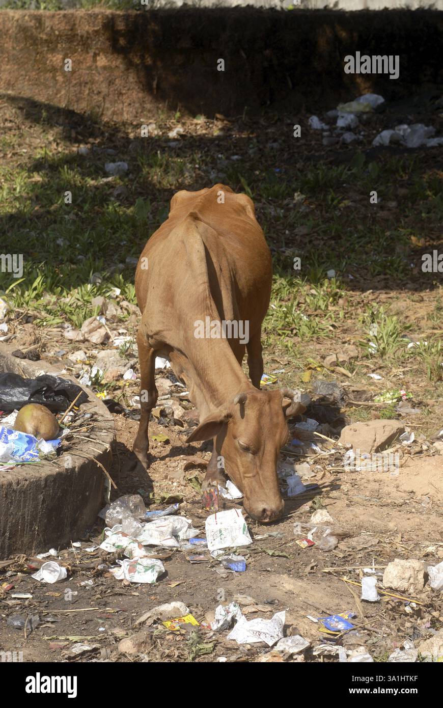 One cow eating garbage mostly Plastic waste at Kundapura, Udupi ...