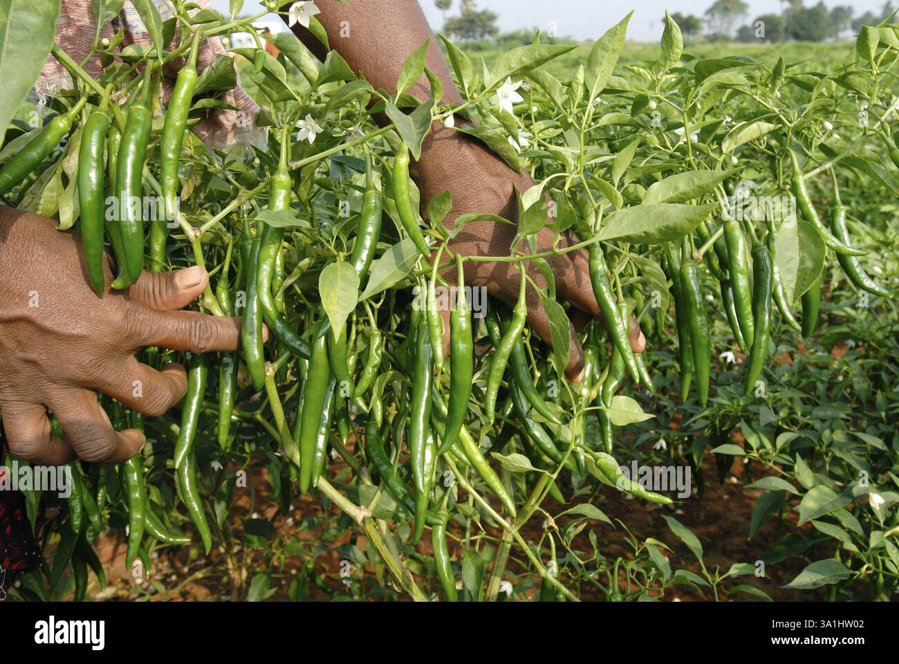 Green chilli farm in oddanchatram, ottanchathiram, tamil nadu, India ...