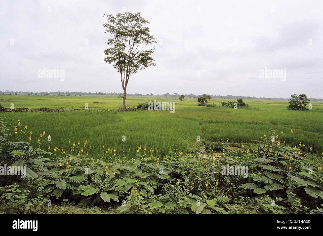Green grass in field, India, Asia Stock Photo - Alamy