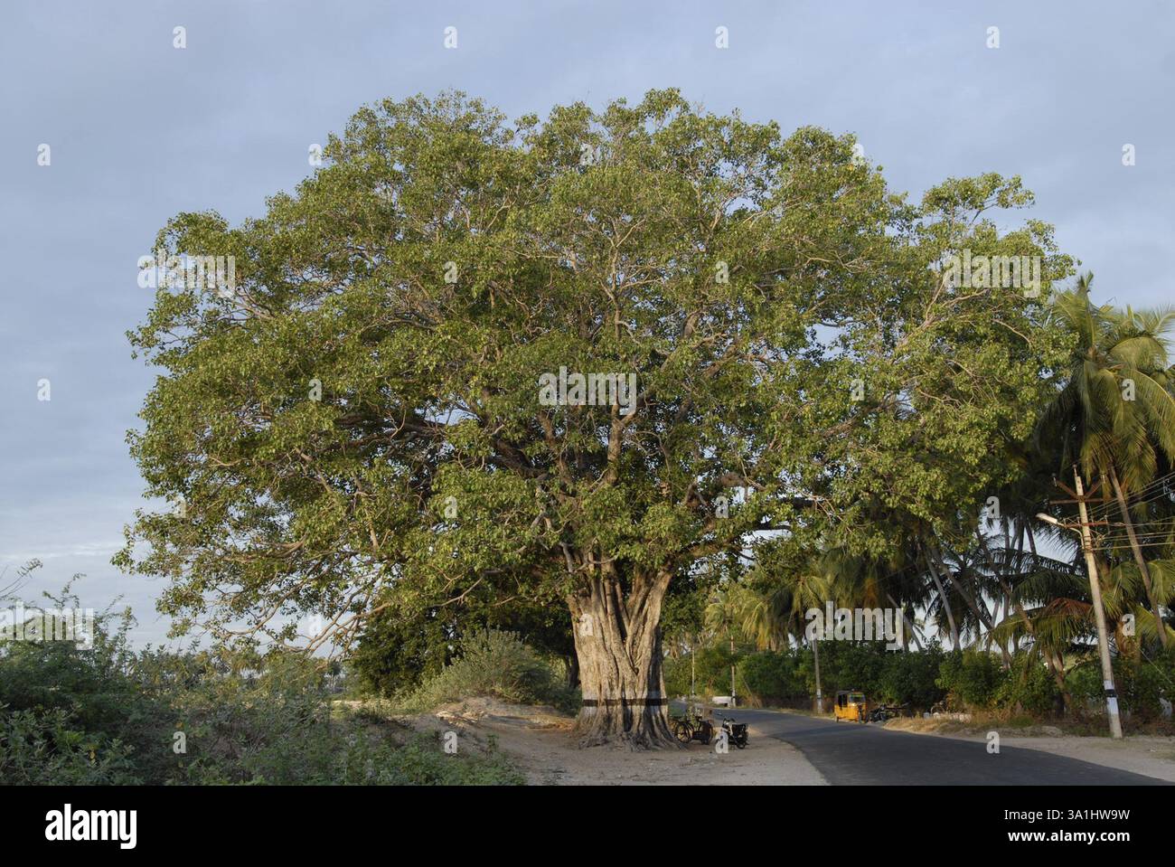 Sacred Peepal tree Ficus religiosa Linn in Tiruchendur, Tamil Nadu ...