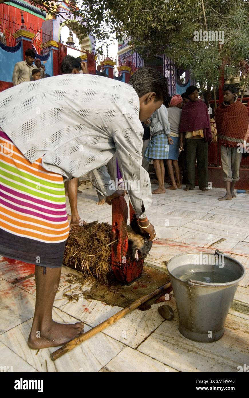 Religious sacrifice of goat at Rajrappa temple and Maa Chhinna Mastika ...