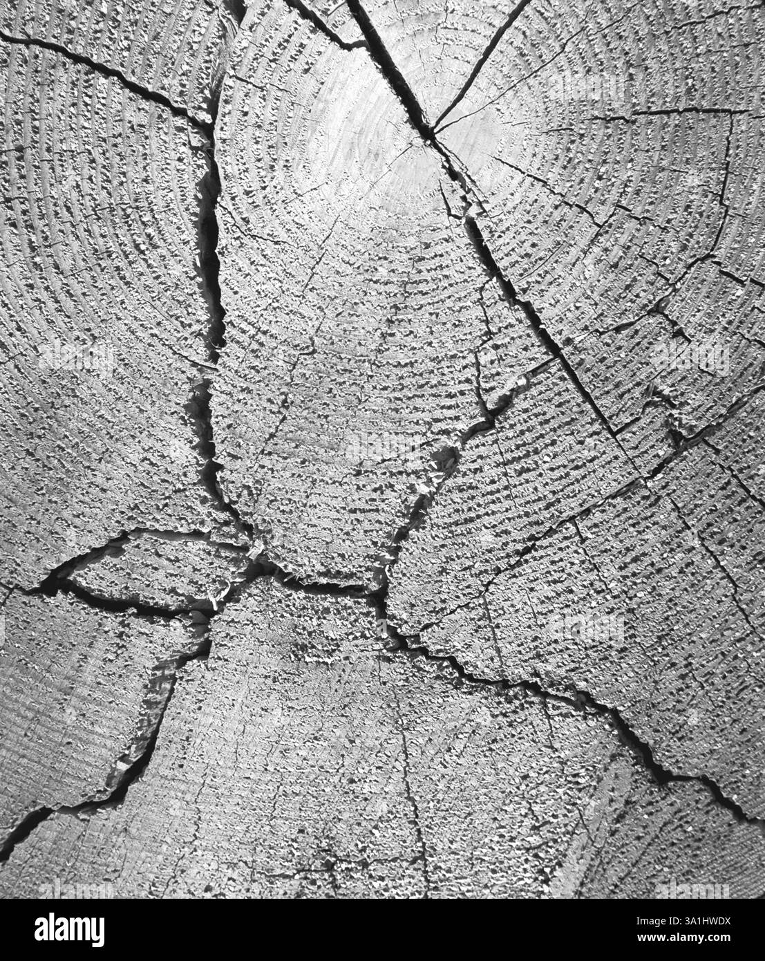 Tree detailed image Black and White Stock Photos & Images - Alamy