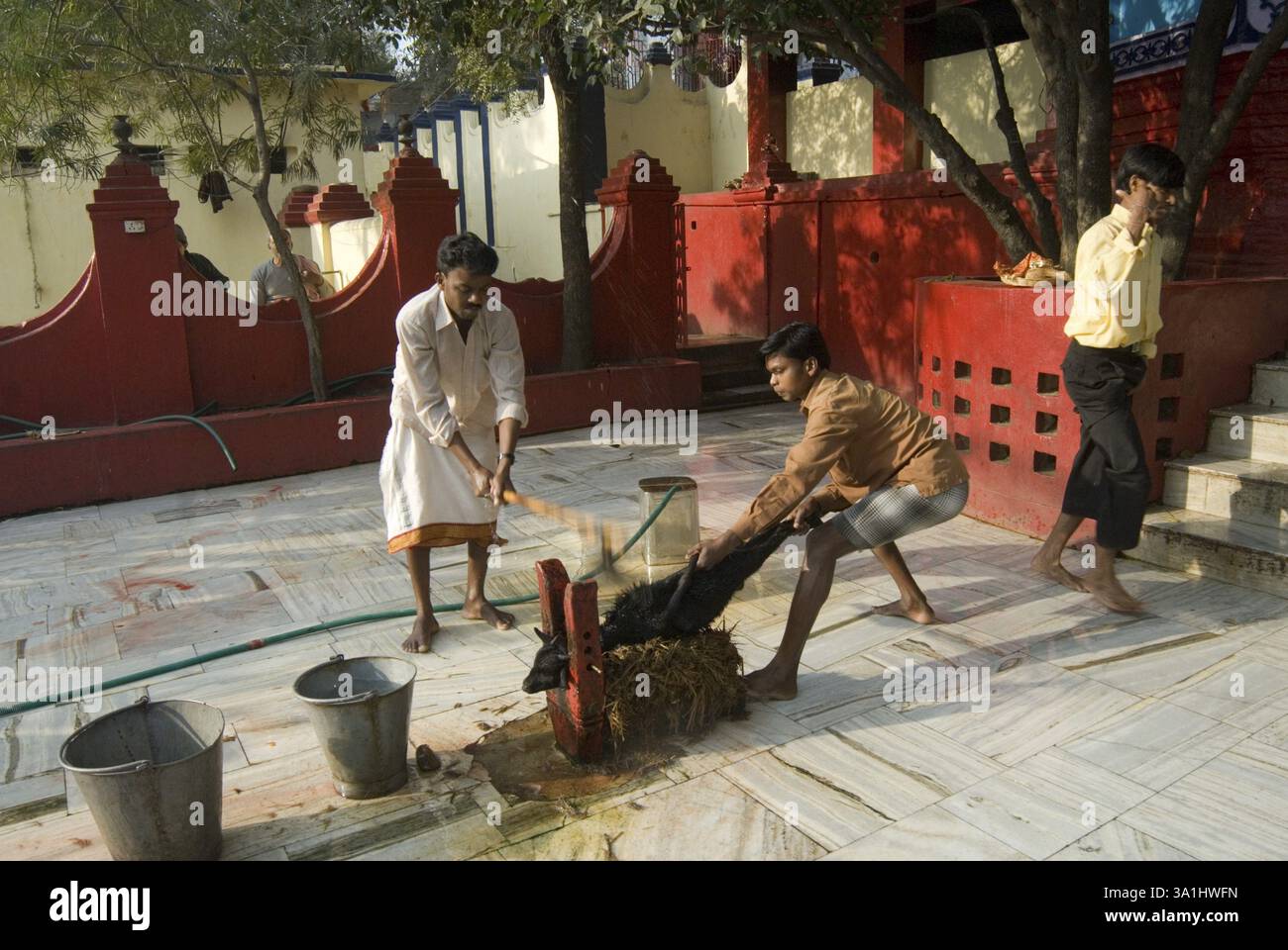 Religious sacrifice of goat at Rajrappa temple and Maa Chhinna Mastika ...