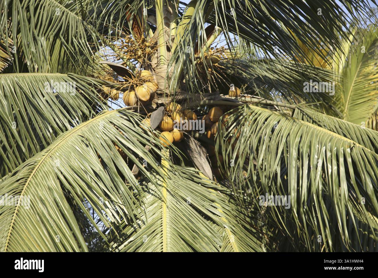 Coconut Tree with Coconuts Cocos nucifera, India, Asia Stock Photo - Alamy