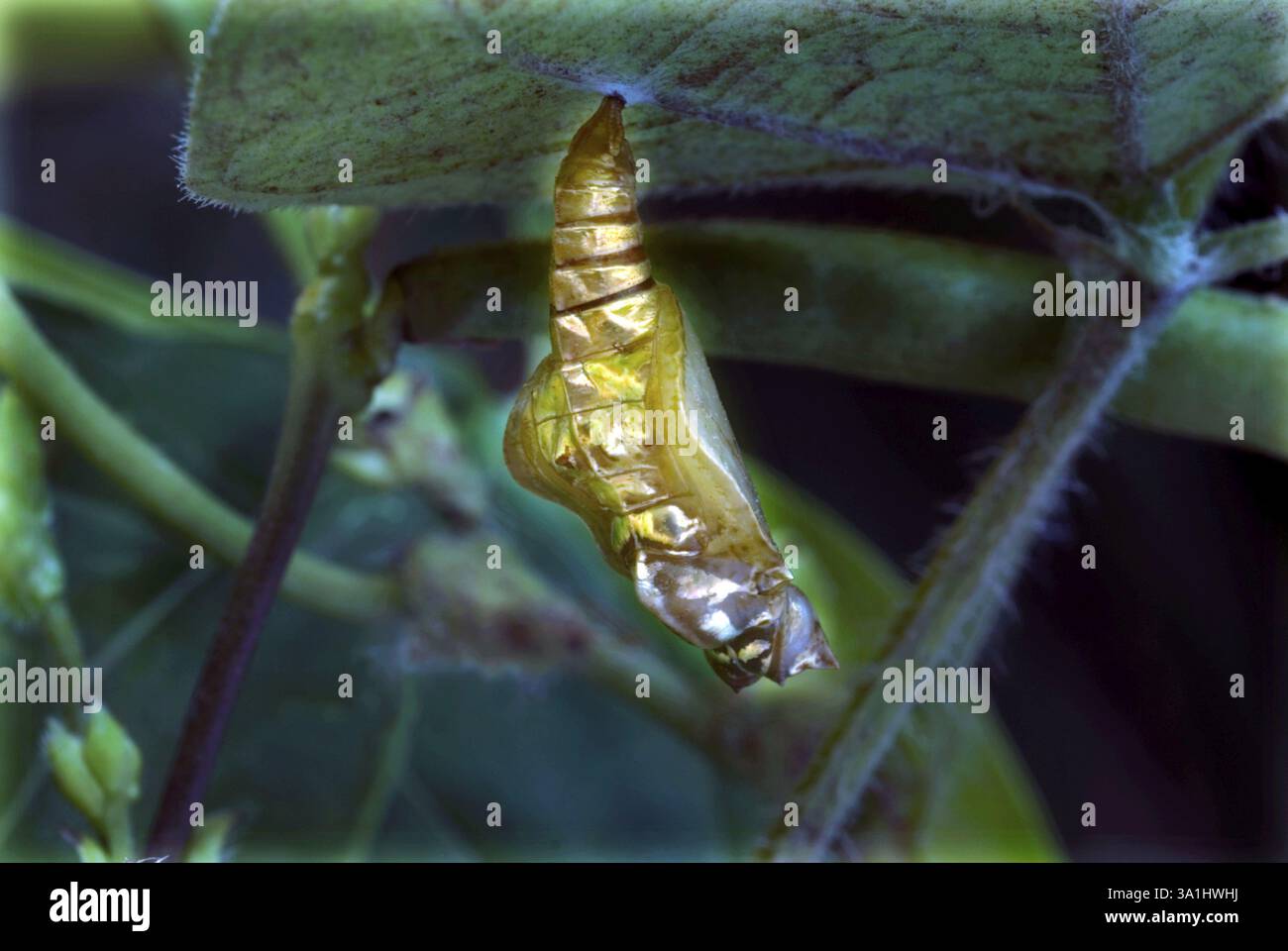 Golden pupa of Lepidoptera survival technique Stock Photo - Alamy
