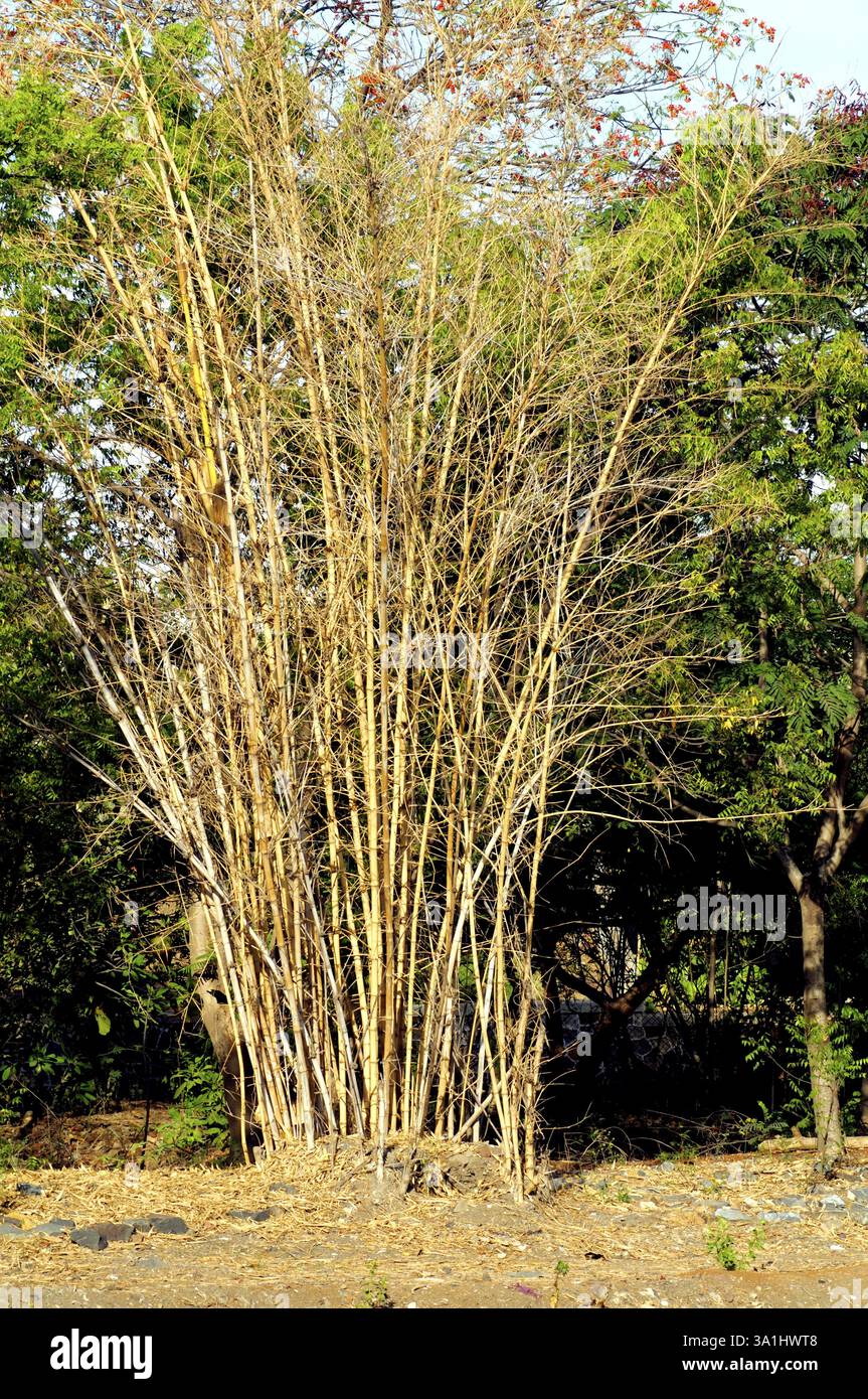 Bamboo tree, India, Asia Stock Photo - Alamy