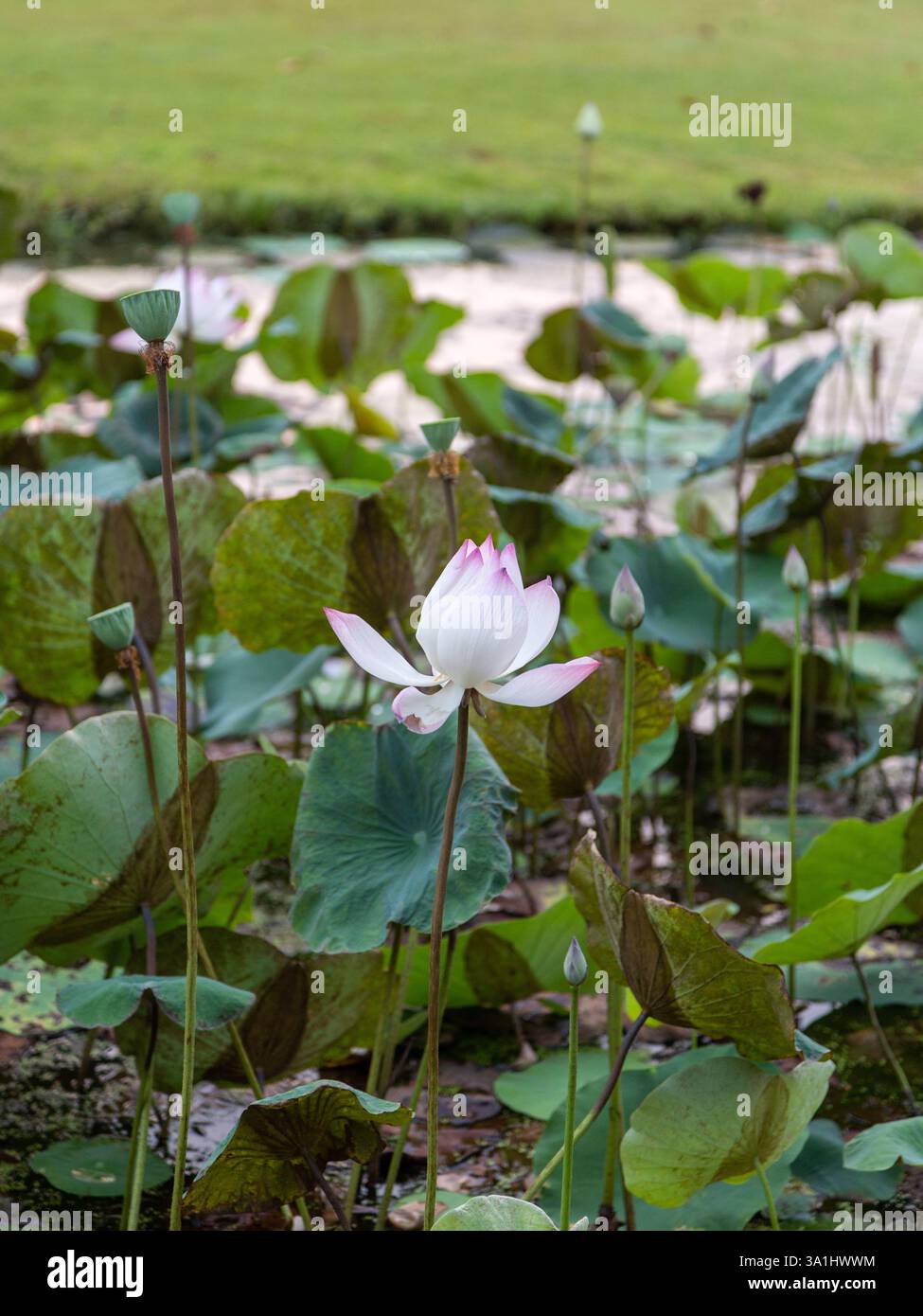 A pink-tipped white lotus flower blooms in a pond, surrounded by large ...