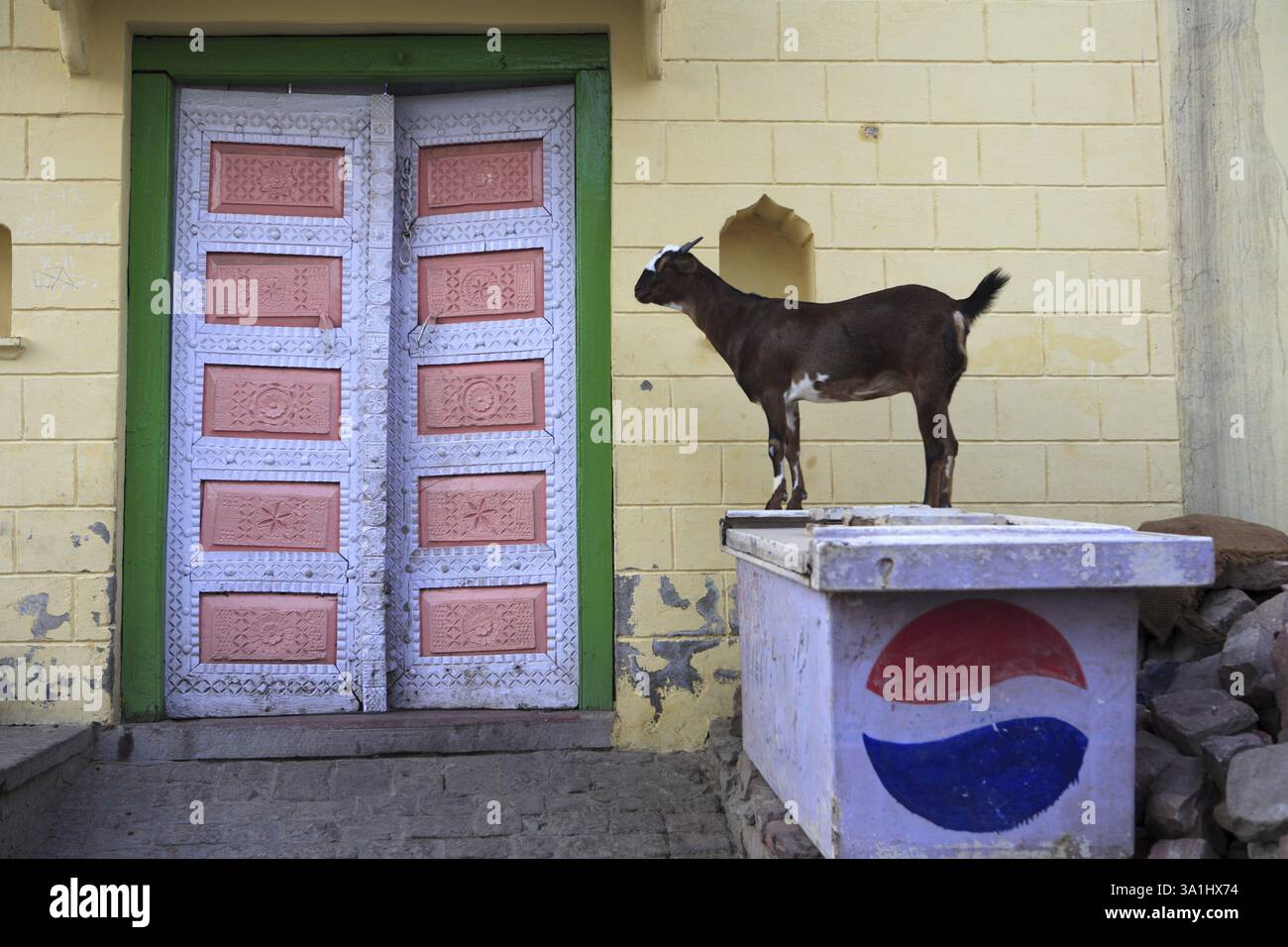 Door and goat in Village, Agra, Uttar Pradesh, India, Asia Stock Photo ...