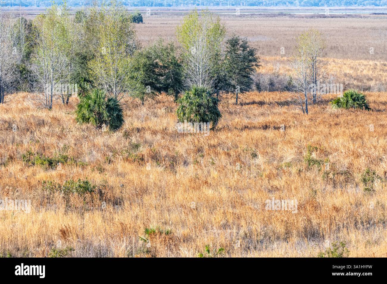 Winter savanna landscape at Paynes Prairie Preserve State Park, home of ...