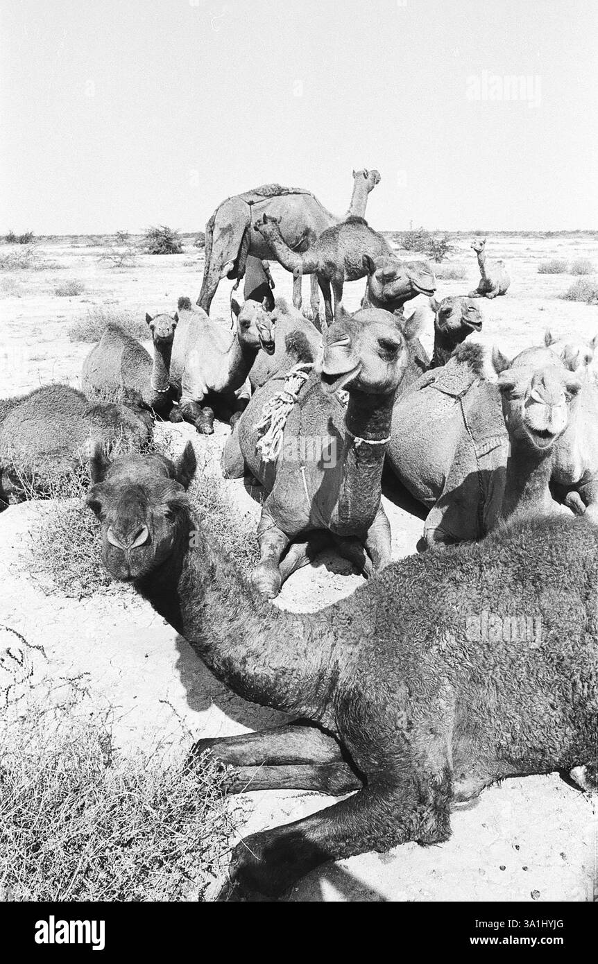 Camel herd close to Rann of Kutch, Gujarat, India, Asia Stock Photo - Alamy