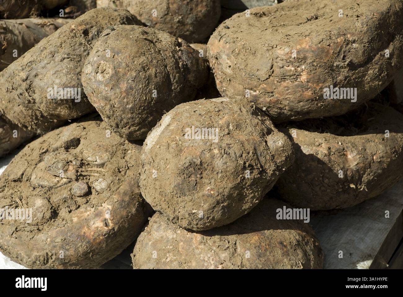 Suran (elephant foot) vegetable at Kalpa, Himachal Pradesh, India, Asia ...