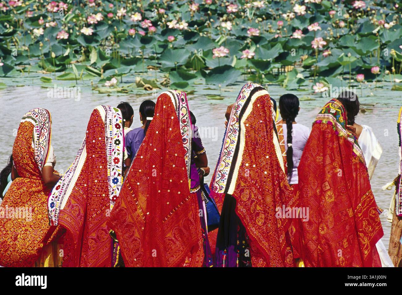 Backview of rural women at Ravechi fair, Rapar, Kutch, Gujarat, India ...