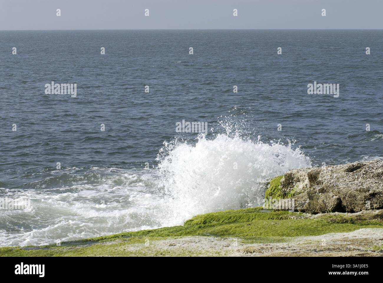 Rock full of moss and coral with waves, Arabian sea at Harihareshwar ...