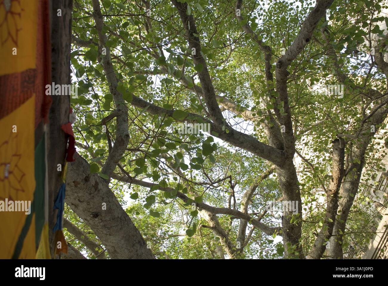 Bodhi tree near Mahabodhi temple, Bodhgaya, Bihar, India, Asia Stock ...