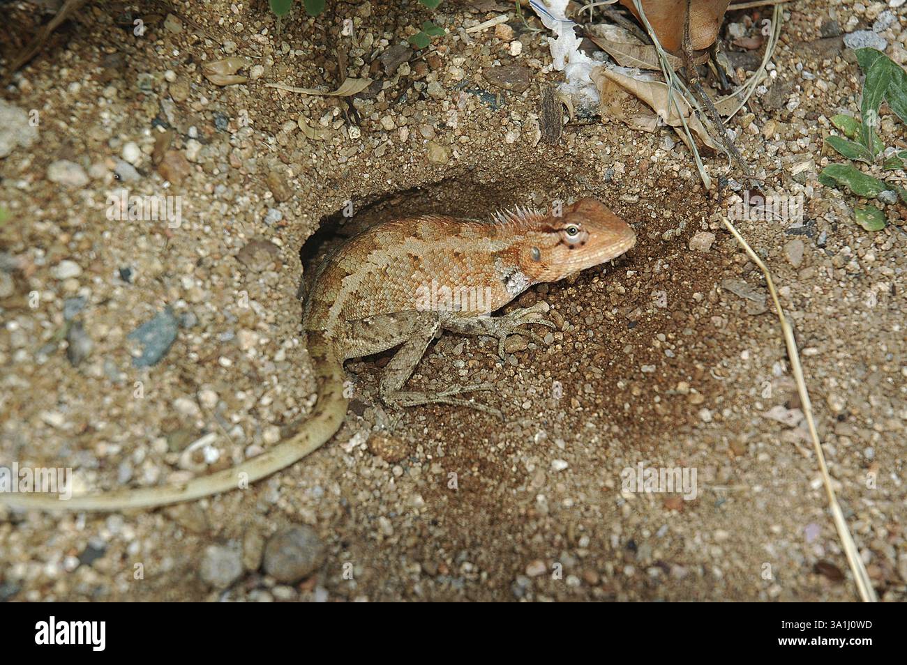 Reptiles, Garden Lizard laying eggs Stock Photo - Alamy