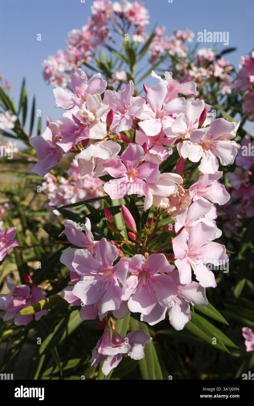 Flower pink colour local name kanher english sweet scented oleander ...