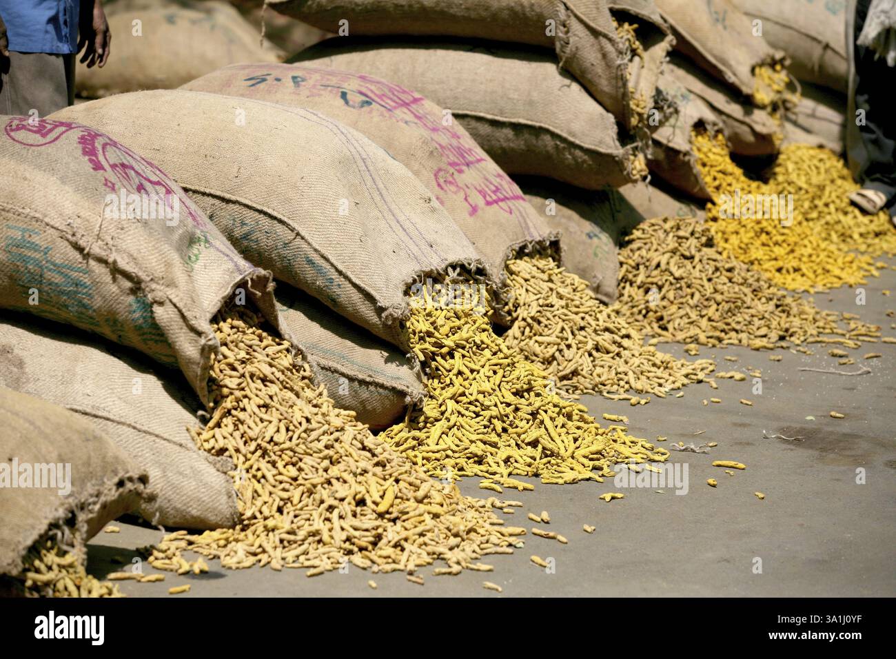 Turmeric displayed for trading at Sangli Market, Maharashtra, India ...