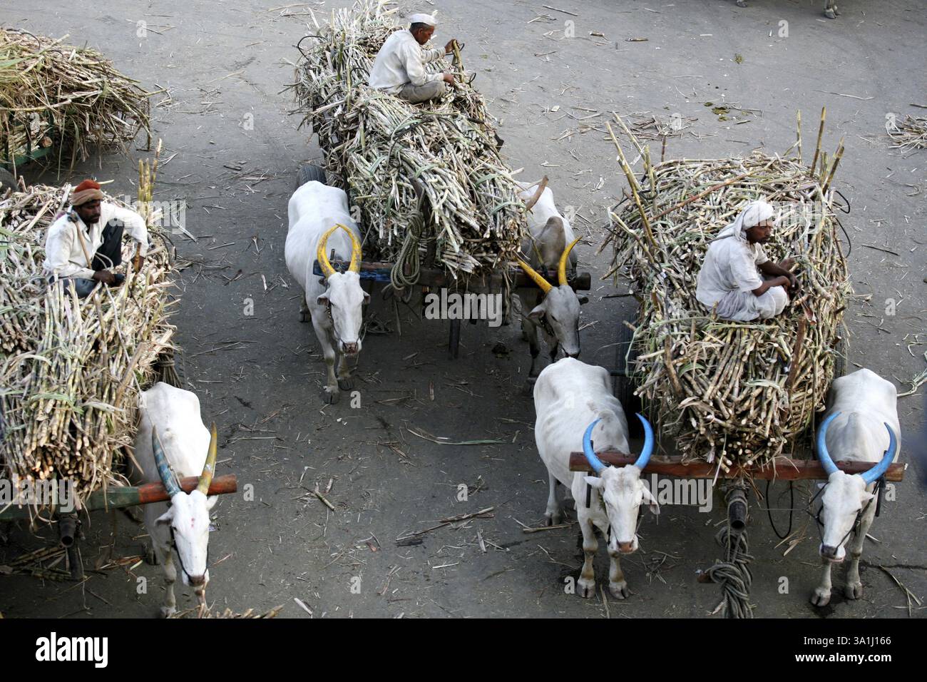 Farmers sitting on their Sugarcane crop loaded on bullock carts, Sangli ...