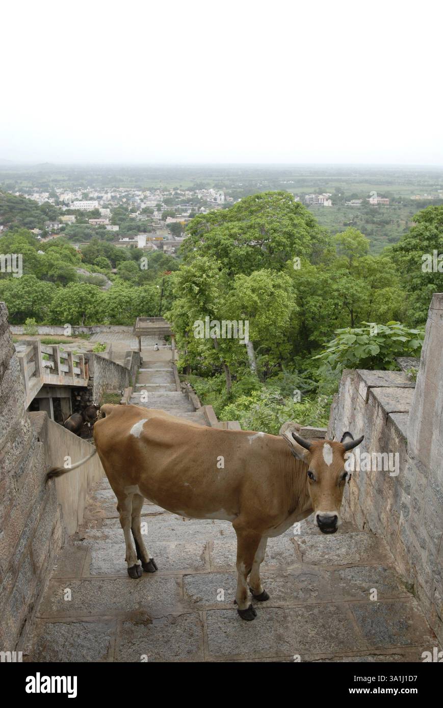 Cow standing on steps of Lord Subrahmanya temple, Tirutani, Tamil Nadu ...