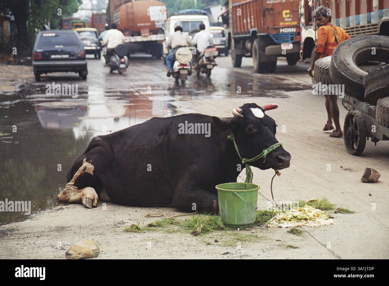 Injured cow by accident traffic on road, Bombay Mumbai, Maharashtra ...