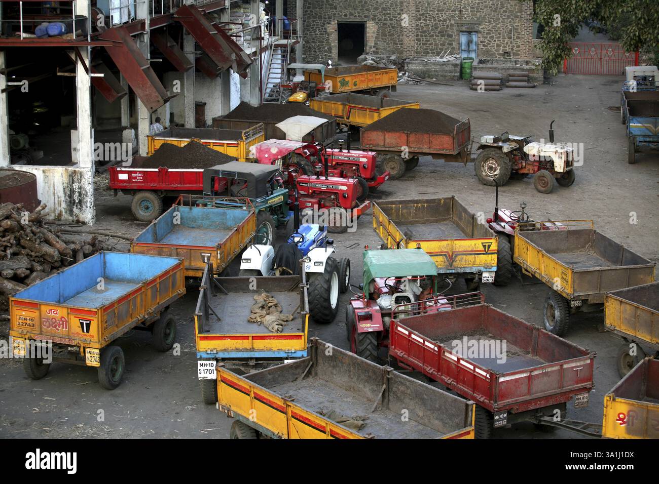 The tractor trolleys queued for left off manure of the sugar cane at ...