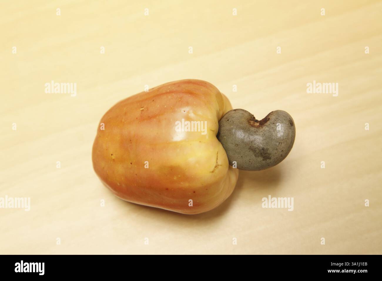 English name Cashew, Botanical name Anacardium occidentale Stock Photo ...