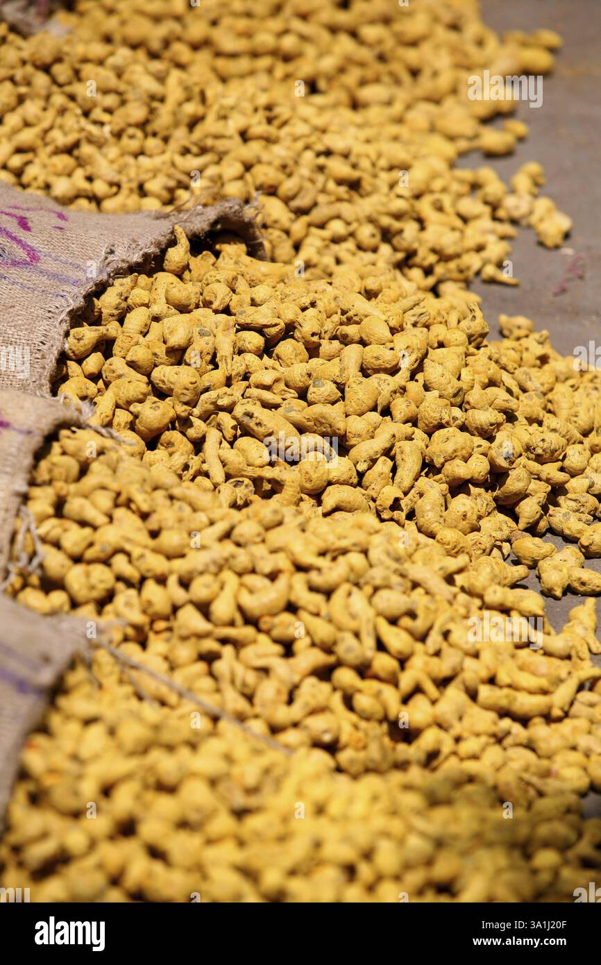 Turmeric displayed for trading in Sangli Market, Maharashtra, India ...