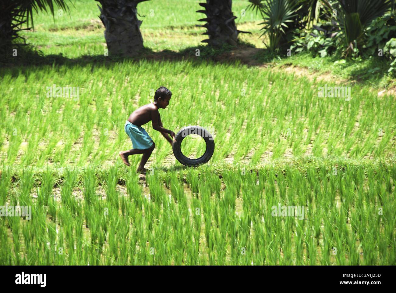 Rural boys in agricultural field hi-res stock photography and images ...