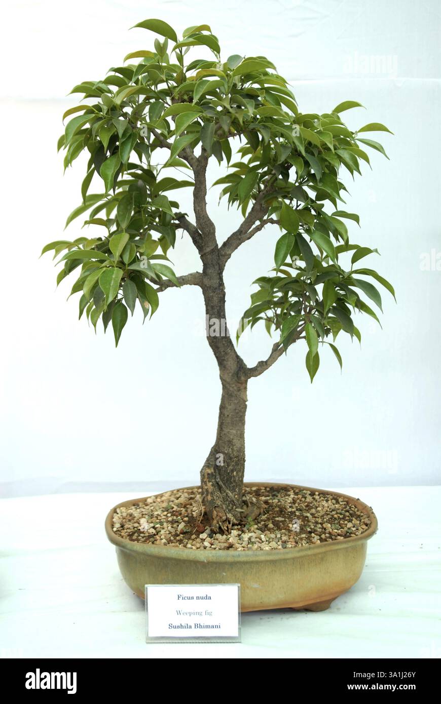 Plant, Ficus Nuda, weeping Fig, Bonsai tree, earthen pot with soil ...